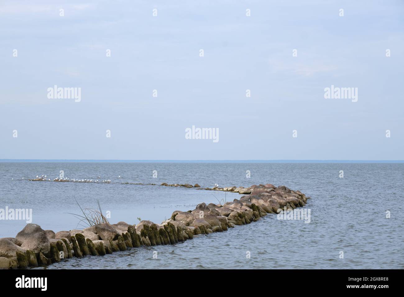 the coast of the Curonian lagoon with tall green reeds and a stone ...