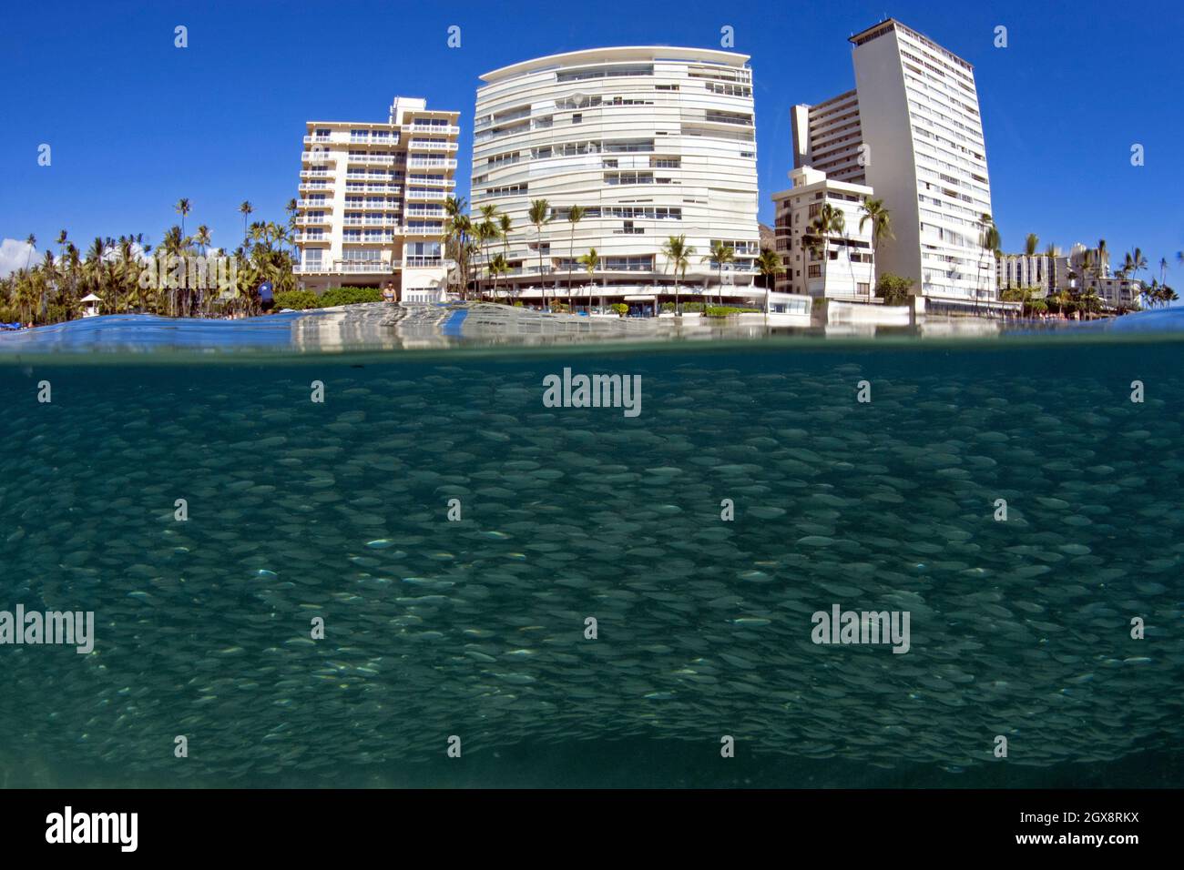 School of halalu or juvenile scads, Selar crumenophthalmus, close to ...