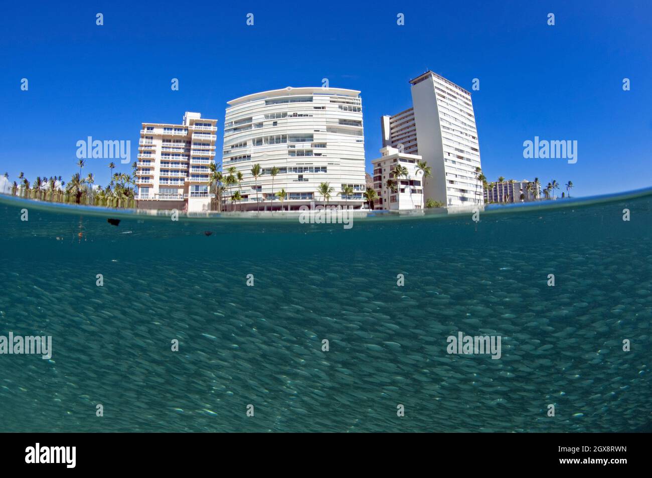 School of halalu or juvenile scads, Selar crumenophthalmus, close to ...