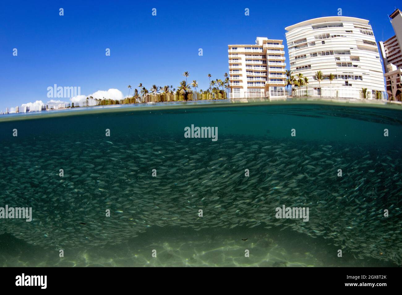 School of halalu or juvenile scads, Selar crumenophthalmus, close to ...