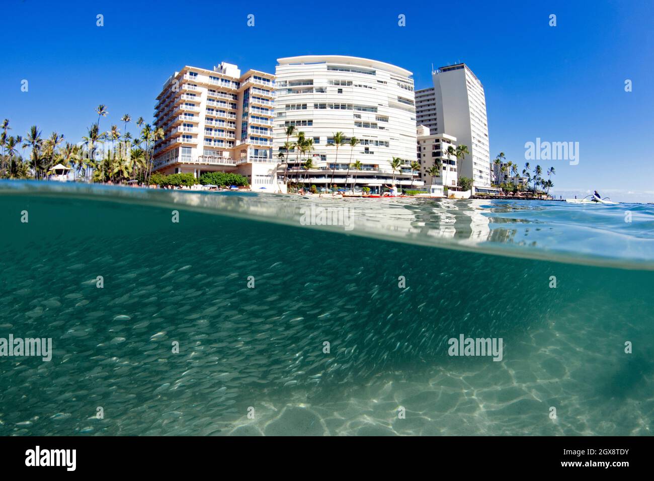 School of halalu or juvenile scads, Selar crumenophthalmus, close to ...