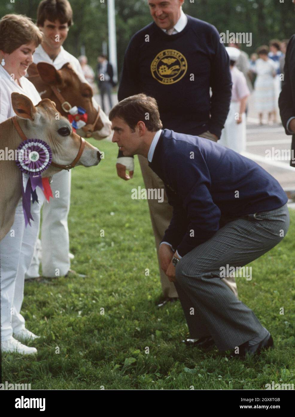 Prince Andrew, later Duke of York, comes face to face with a cow in ...