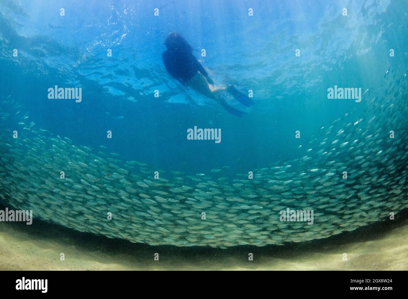 Snorkeler observes a School of halalu or juvenile scads, Selar ...