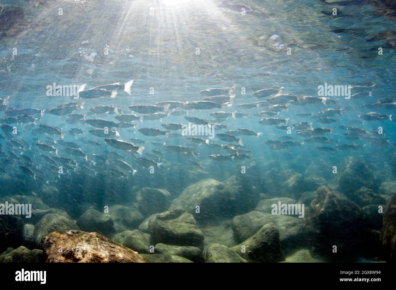 School of sharpnose mullets or uouoa, Neomyxus leuciscus, swim close to ...