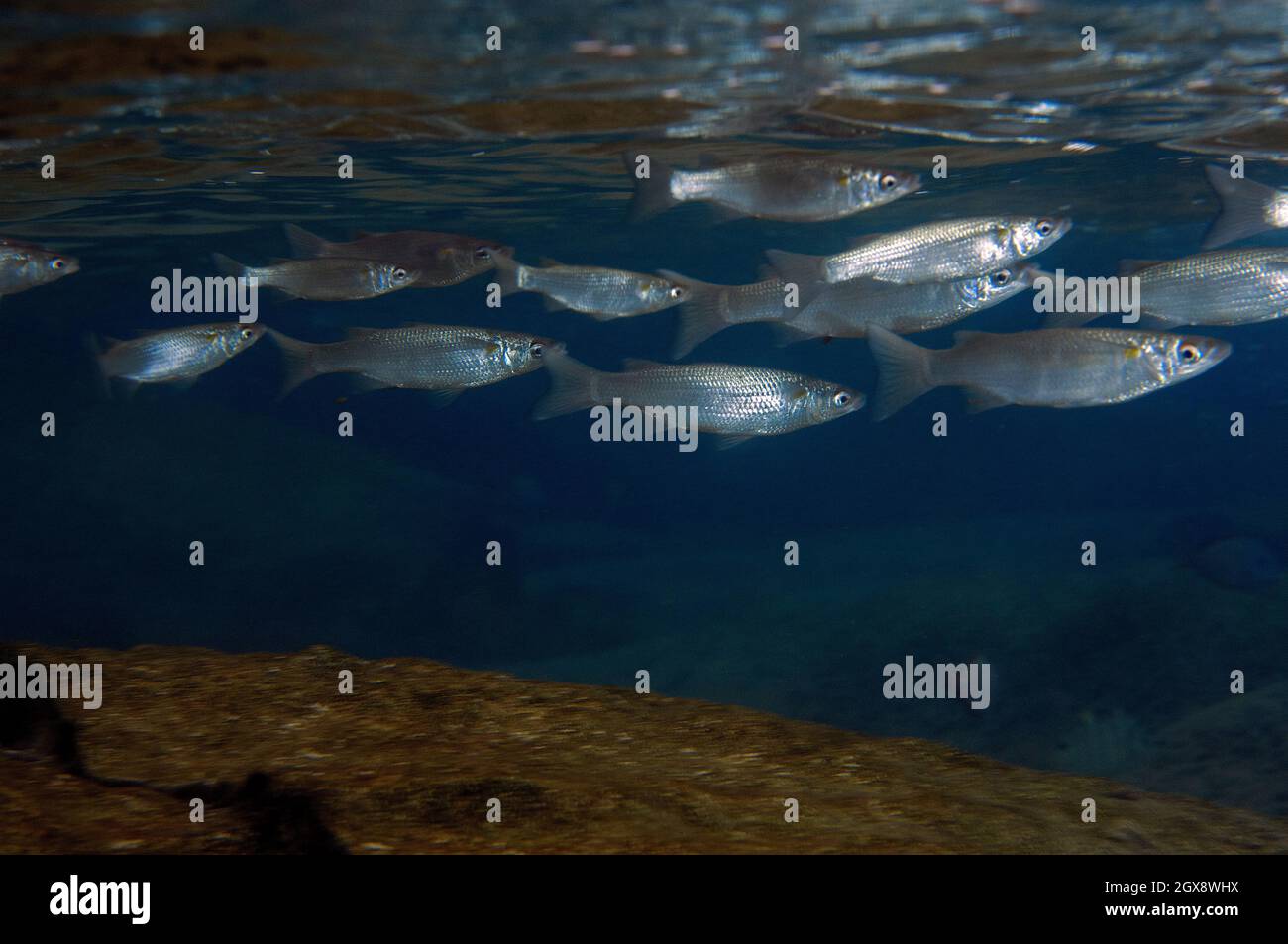 School of sharpnose mullets or uouoa, Neomyxus leuciscus, swim close to ...