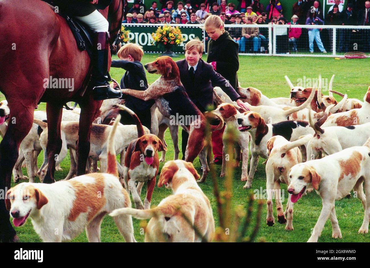 Princes William and Harry are swamped by dogs at the Badminton horse ...