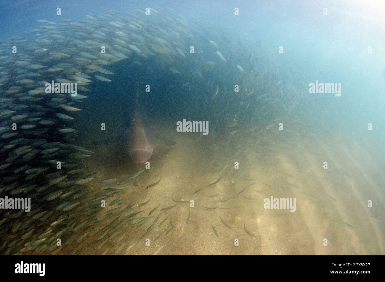 Sandbar shark, Carcharhinus plumbeus, swims in the middle of a school ...