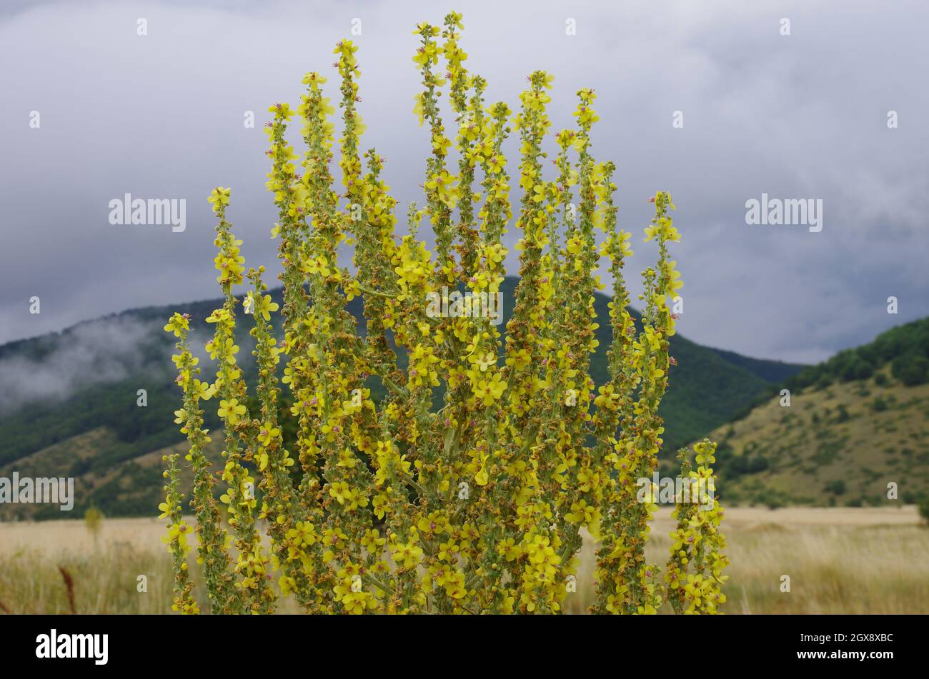 Detail of a mullein plant (Verbascum). Genus of herbaceous plants of ...