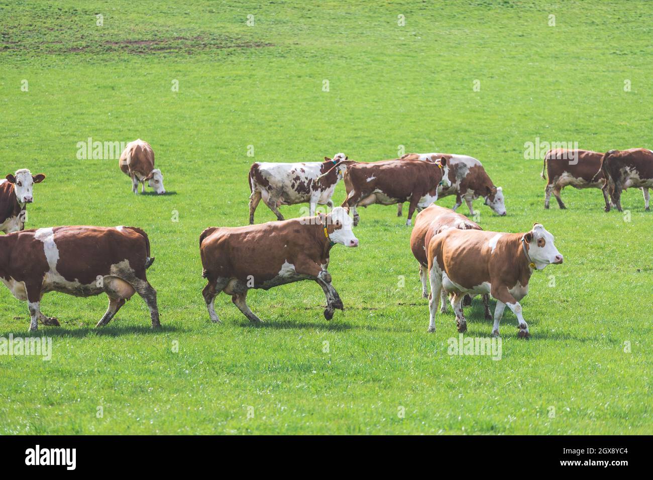 Happy cows are grazing on the meadow, spring time Stock Photo - Alamy