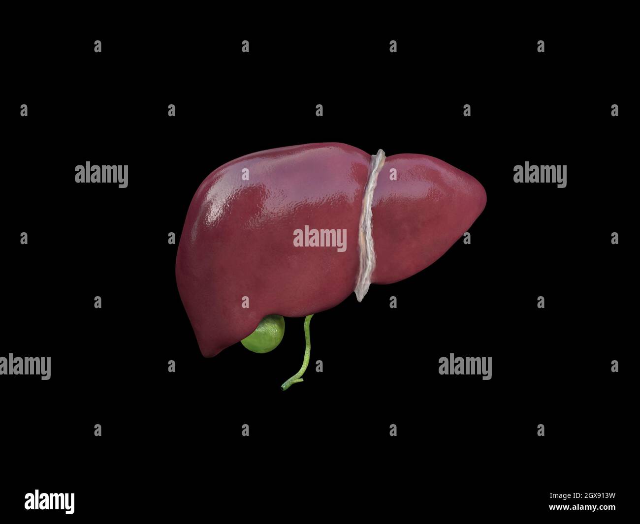 liver and gallbladder anatomy structure. hepatic system organ, Human ...