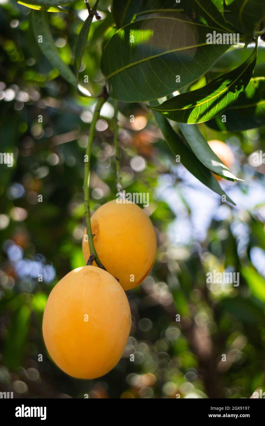 Sweet yellow marian plum tree, stock photo Stock Photo - Alamy