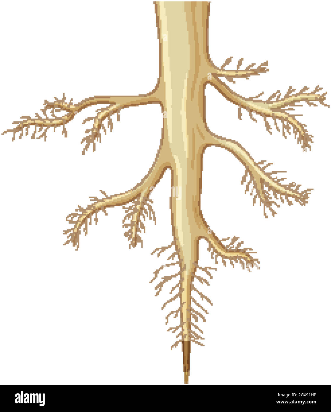 Fibrous roots Stock Vector Images - Alamy