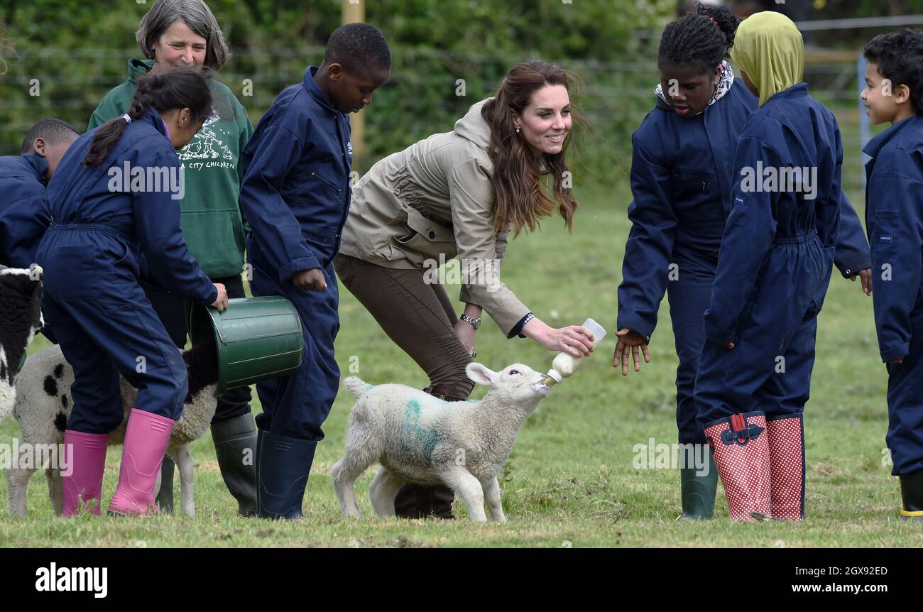 The cambridge sheep hi-res stock photography and images - Alamy