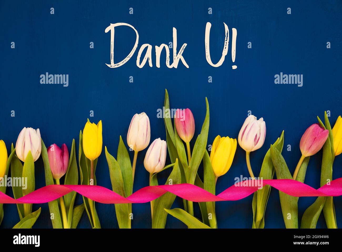Dutch Text Dank U Means Thank You. White And Pink Tulip Spring Flowers ...