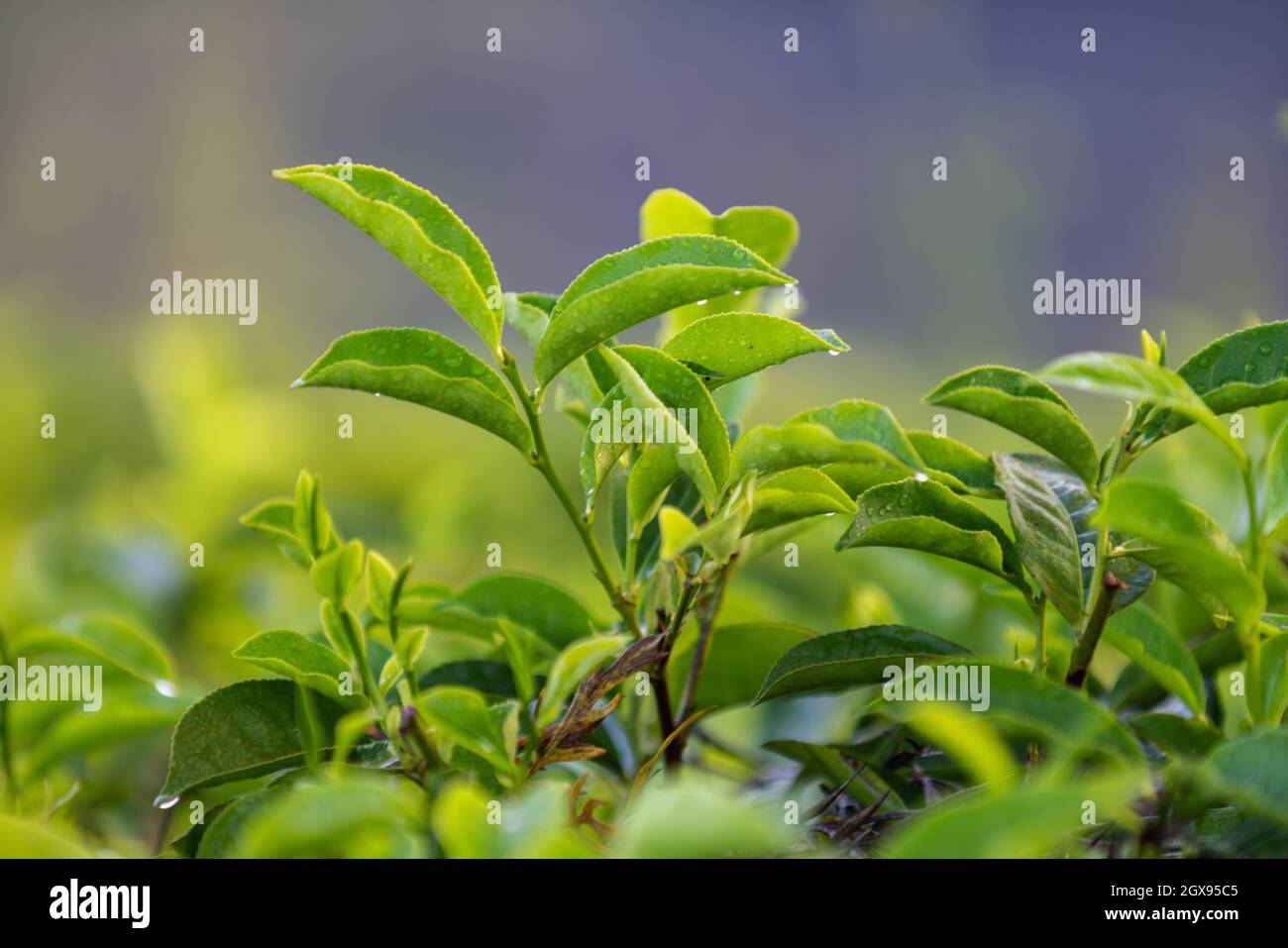 Green tea bud and fresh leaves. Tea plantations Stock Photo - Alamy