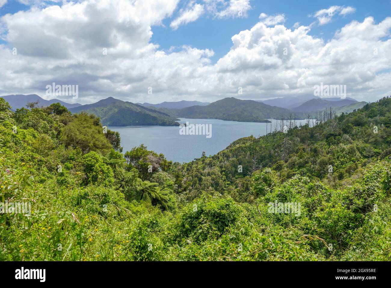 Scenery around the Cullen Point Lookout in the Marlborough Region of ...