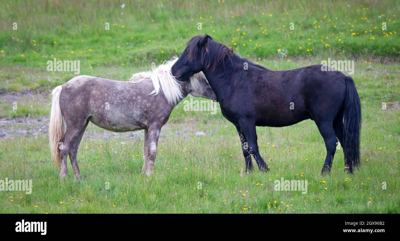 Horses are cuddling hi-res stock photography and images - Alamy
