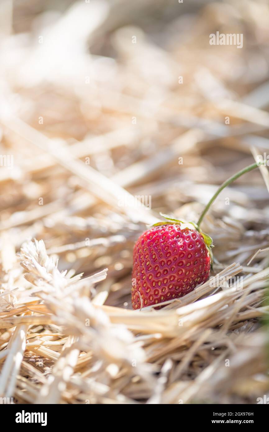 Fresh red organic strawberry lying in straw, text space Stock Photo - Alamy