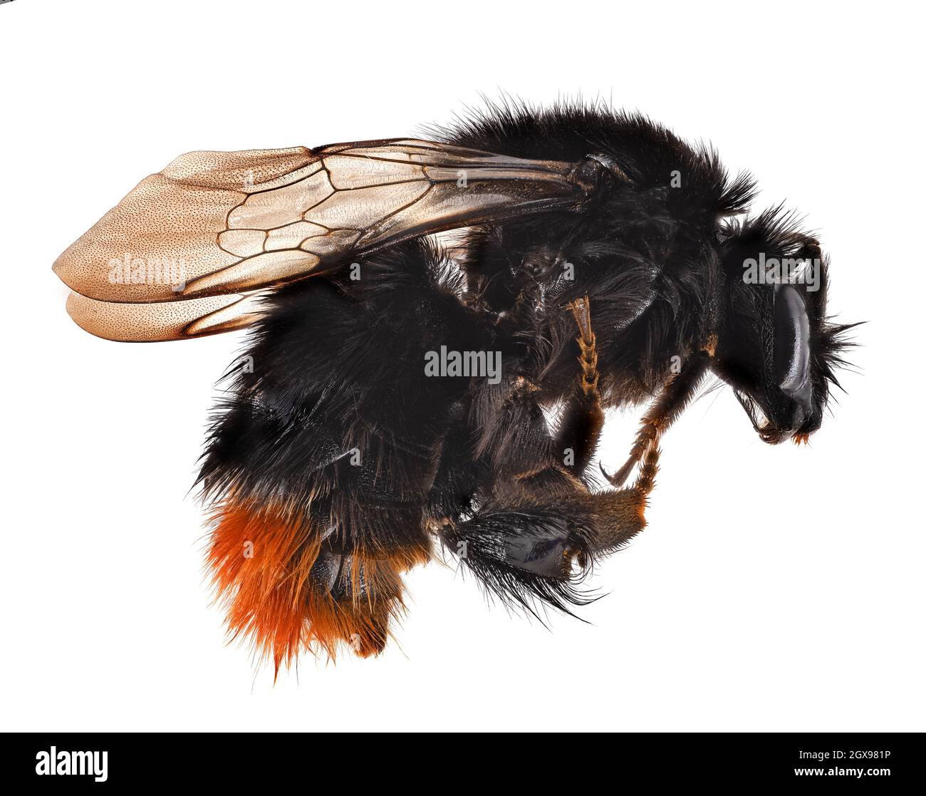 Bumblebee Macrophotography, close up of insect isolated with white ...