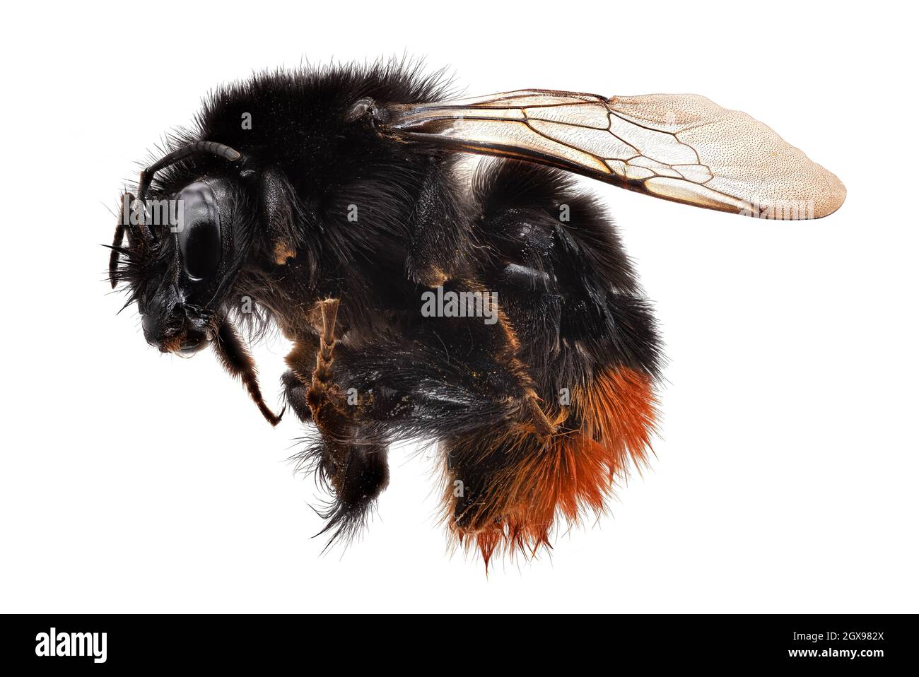 Bumblebee Macrophotography, close up of insect isolated with white ...