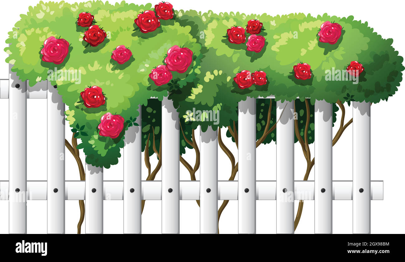 Vertical rose wall Stock Vector Images - Alamy