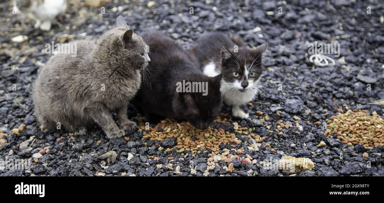 Detail of abandoned and homeless cats, animal care Stock Photo - Alamy