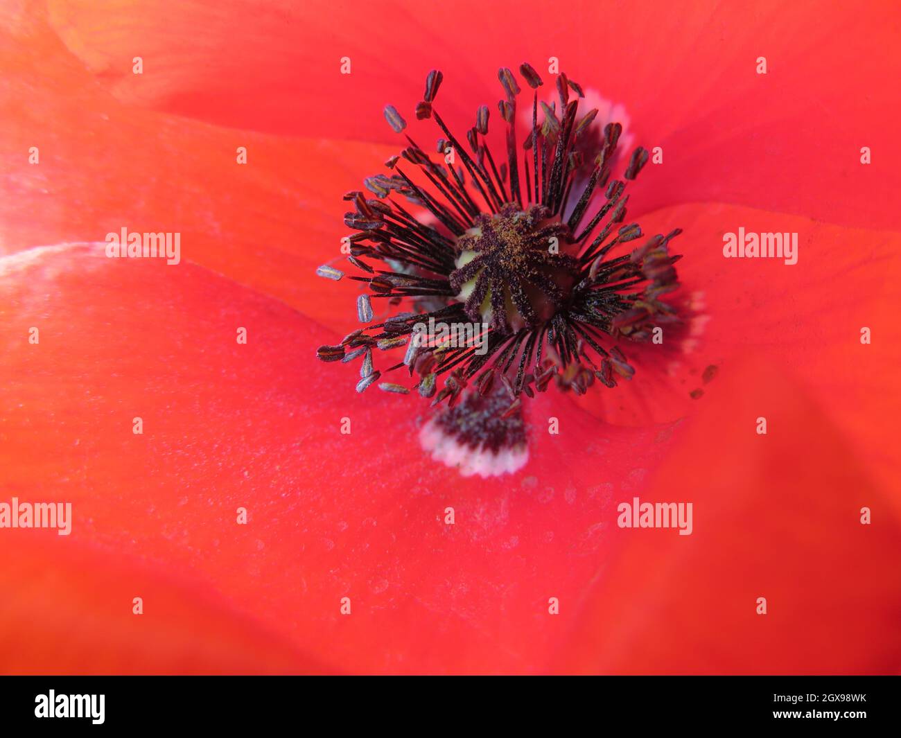 poppy flower red natural beauty wild petal color Stock Photo - Alamy