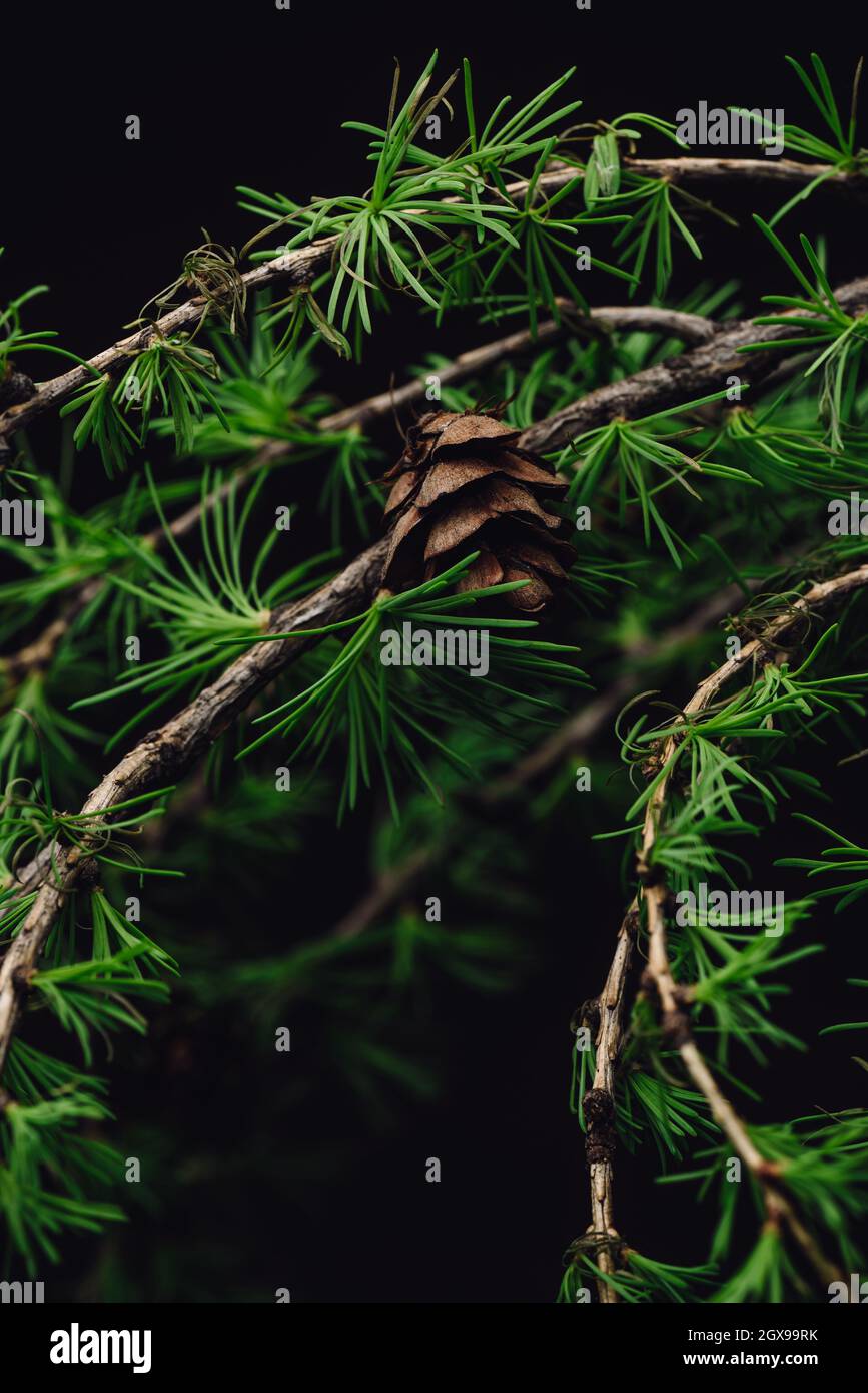 Spring larch hi-res stock photography and images - Alamy