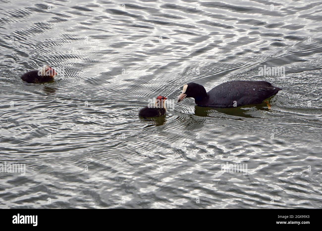 Blow chicken swimming with chicks in the water Stock Photo - Alamy