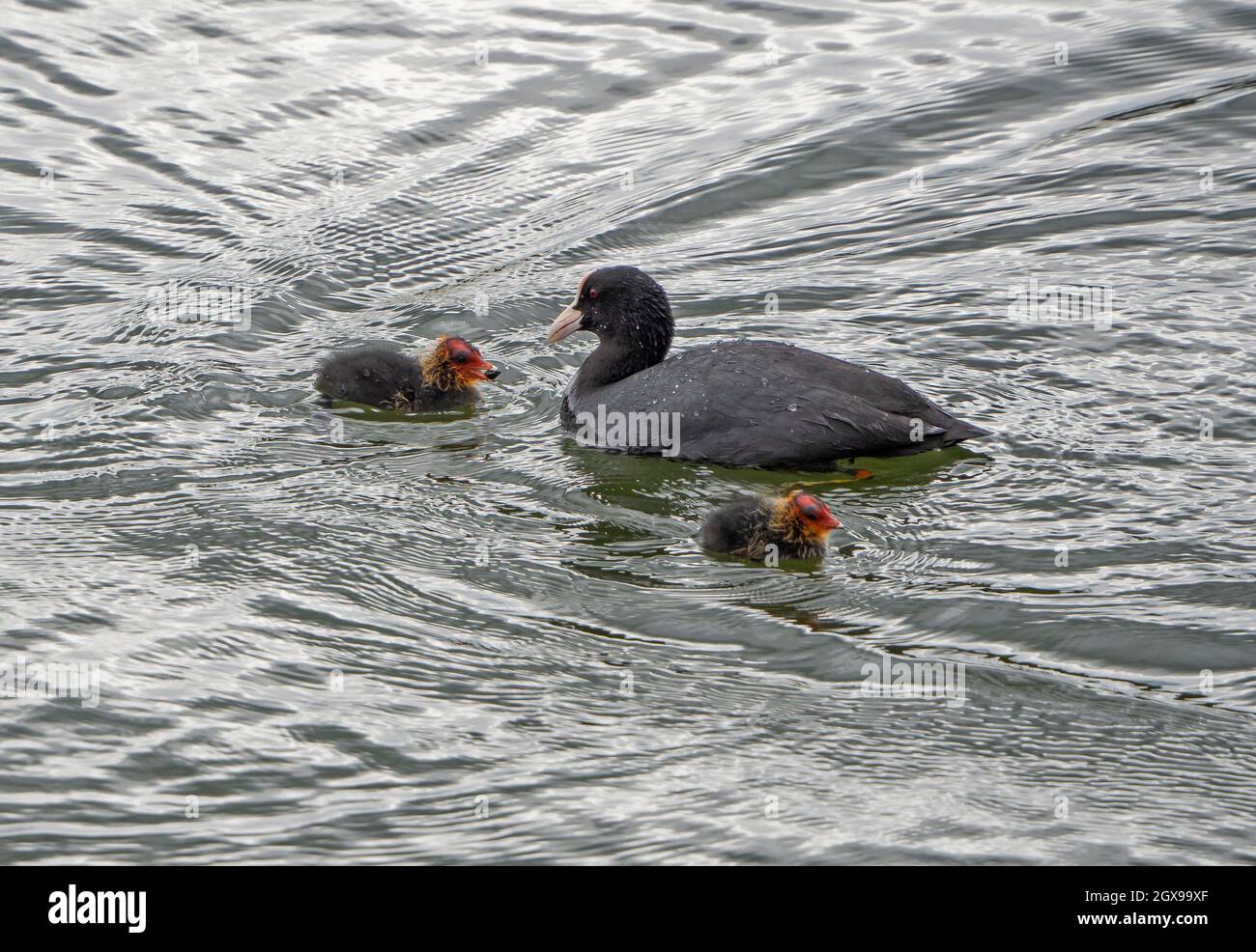 Blow chicken swimming with chicks in the water Stock Photo - Alamy