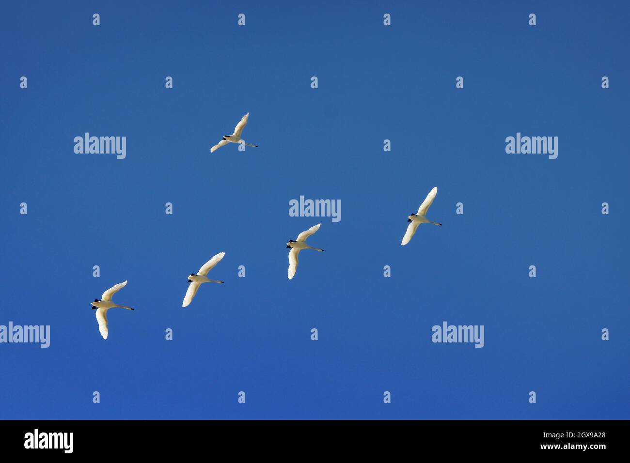 Flock of swans flying through blue sky. Swan flock flying in blue sky ...