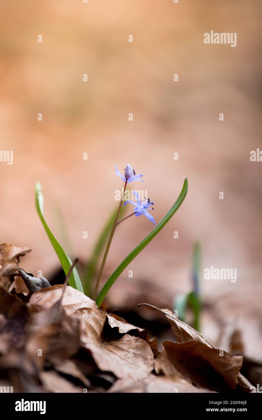 Purple hepatica flowers on the ground, spring time, text space Stock ...