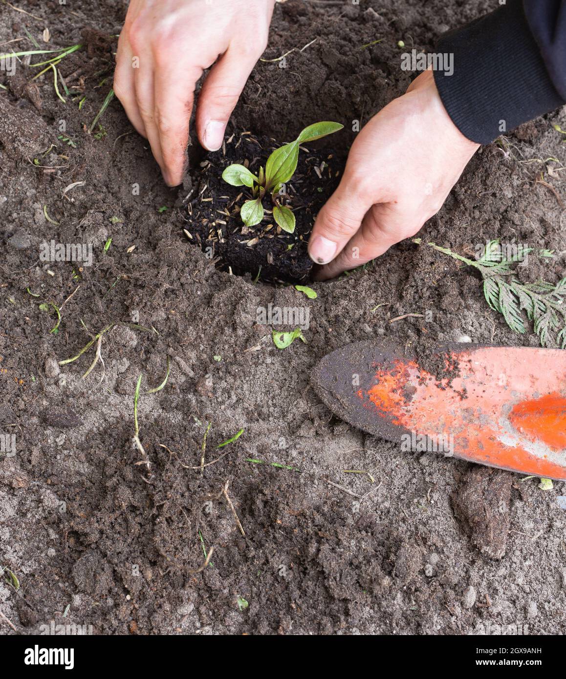 Two man hands planting a young tree or plant while working in the ...