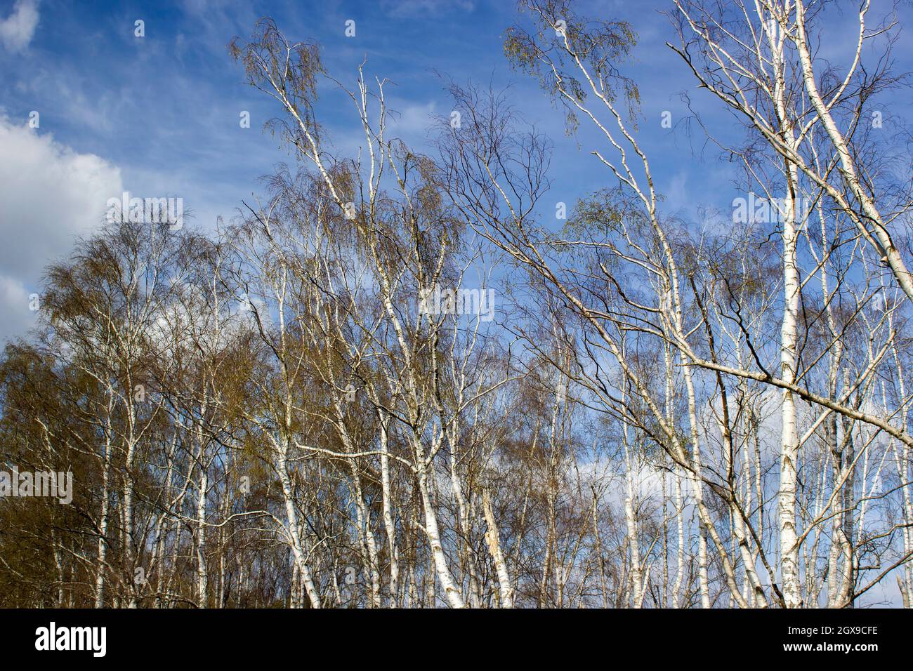The birch trees, trees in front of spring sky and clouds Stock Photo ...