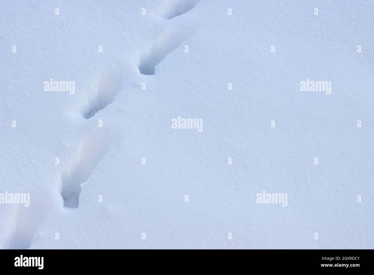 Wild animal footprints in the forest in winter Stock Photo - Alamy