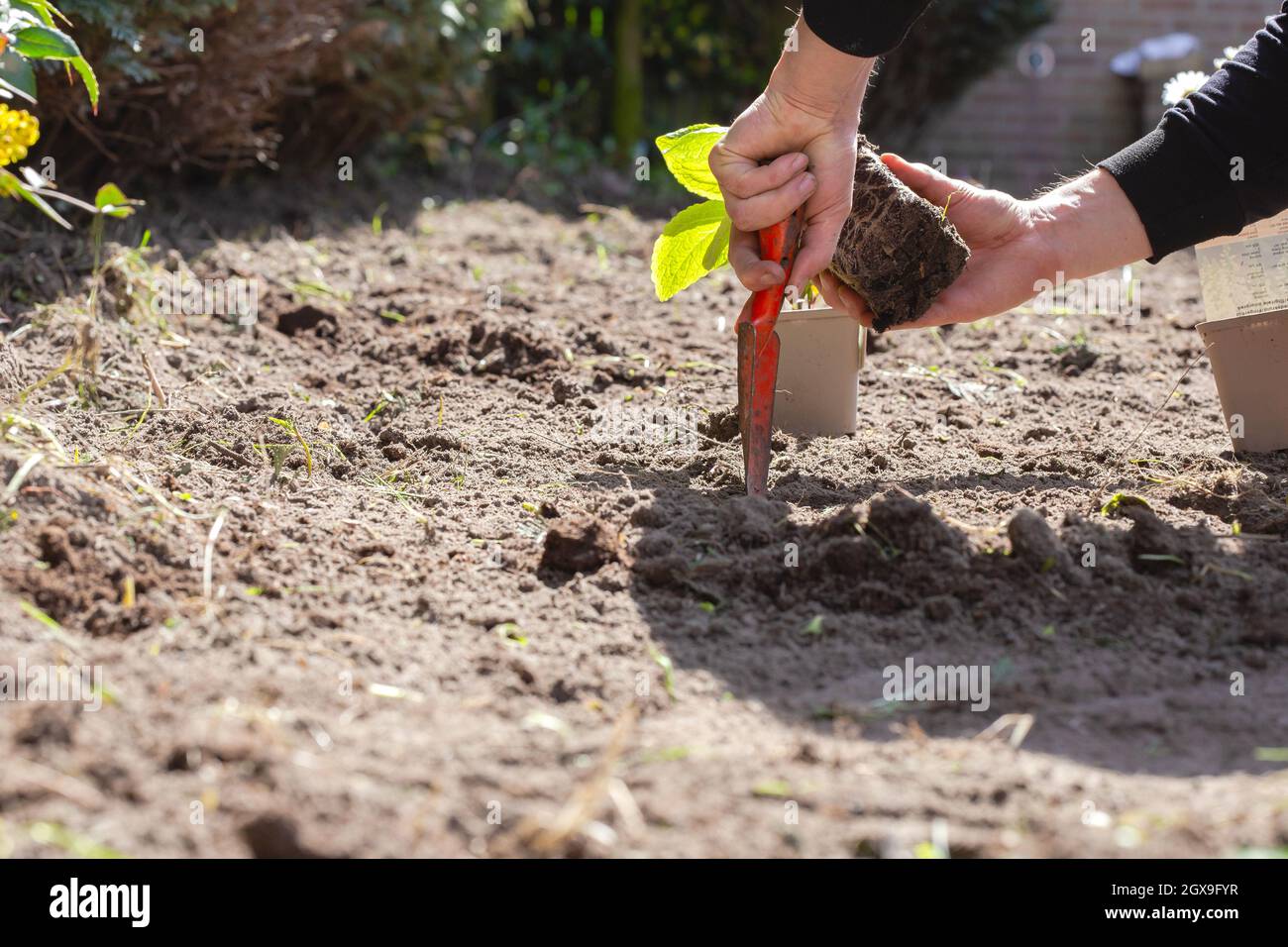 Two man hands planting a young tree or plant while working in the ...