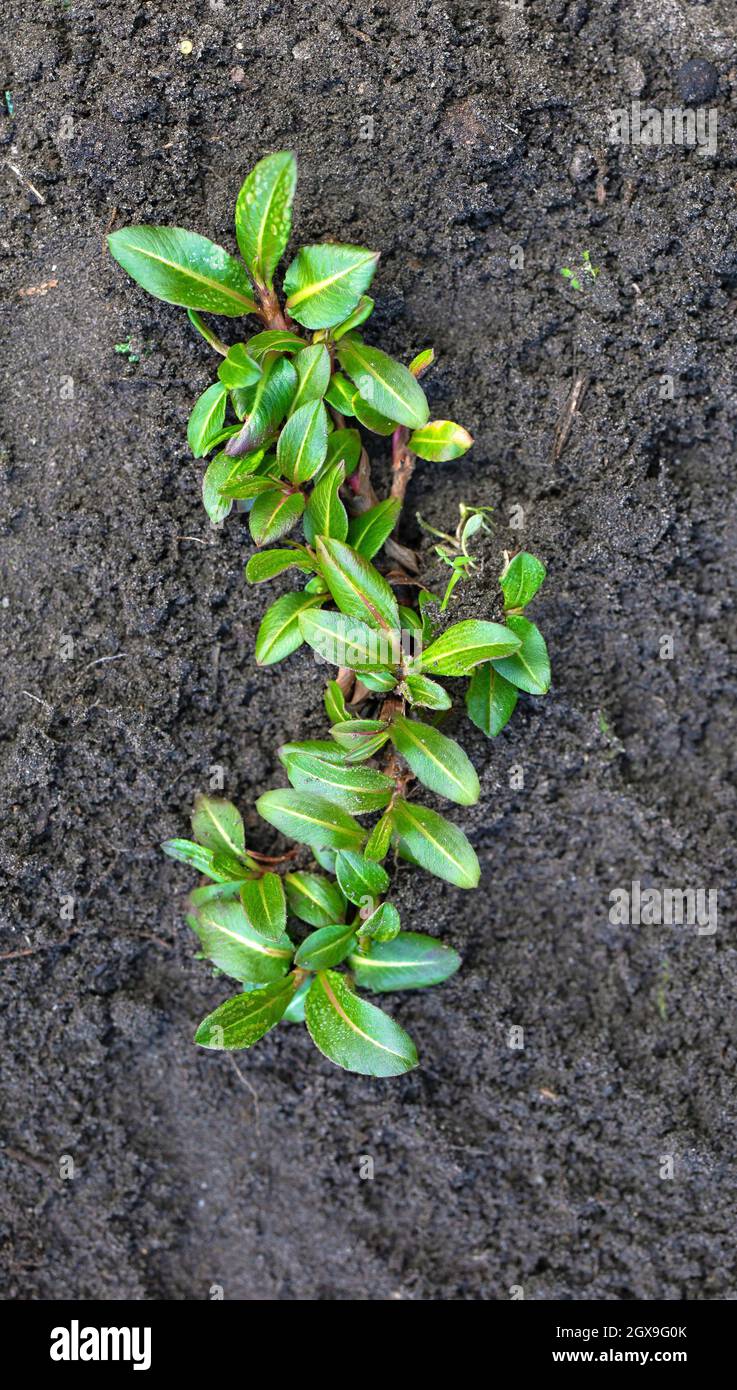 Small green new plant in ground, growing young plant in earth, new life ...