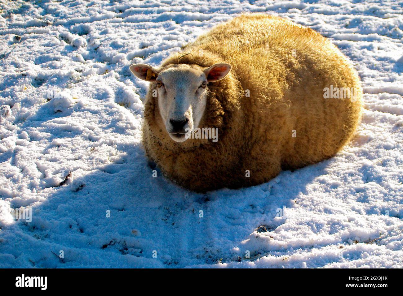 Winter sheep with full winter coat resting on a field of fresh white ...
