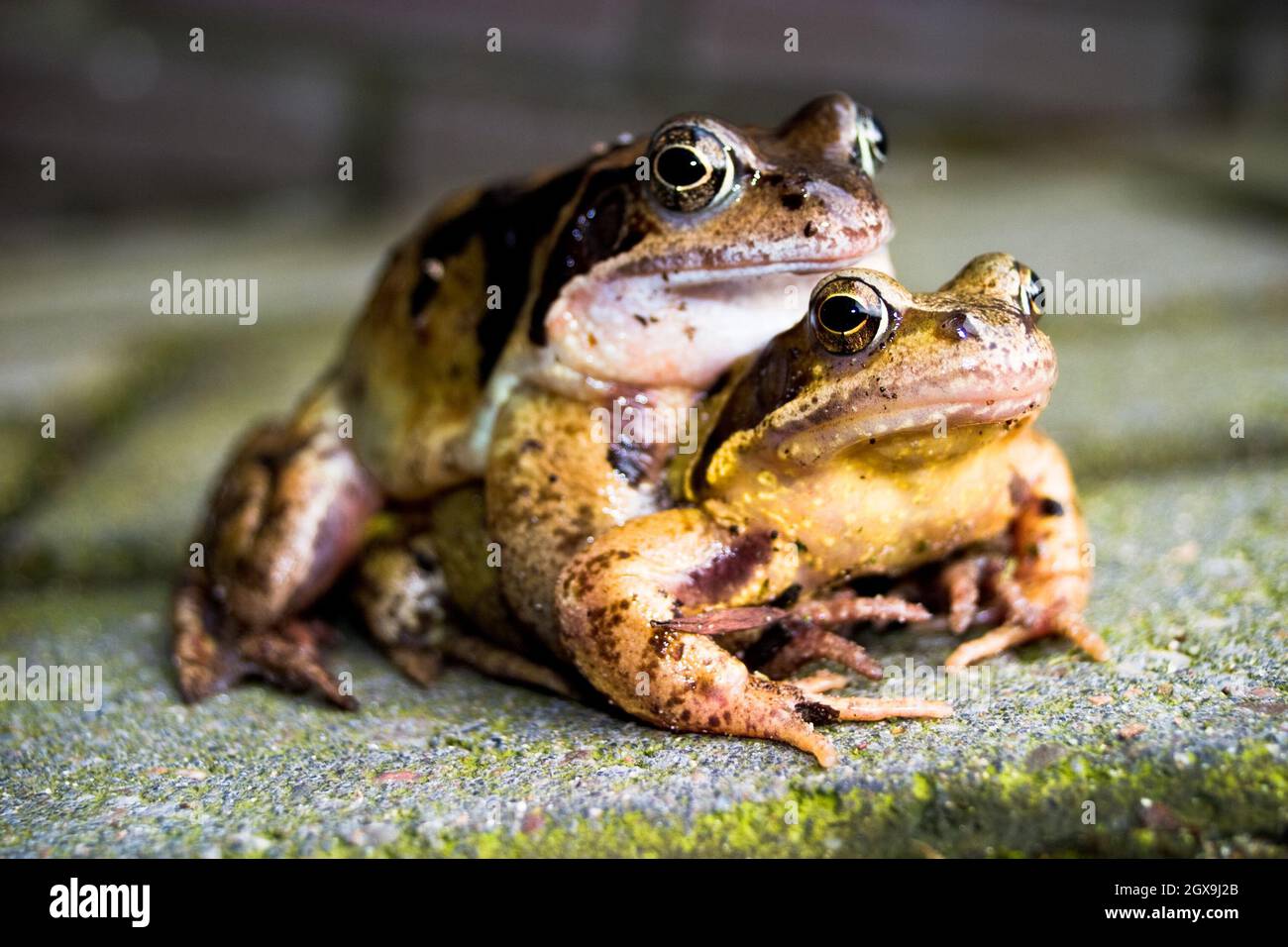 Two frogs caught mating and looking directly at the camera Stock Photo ...