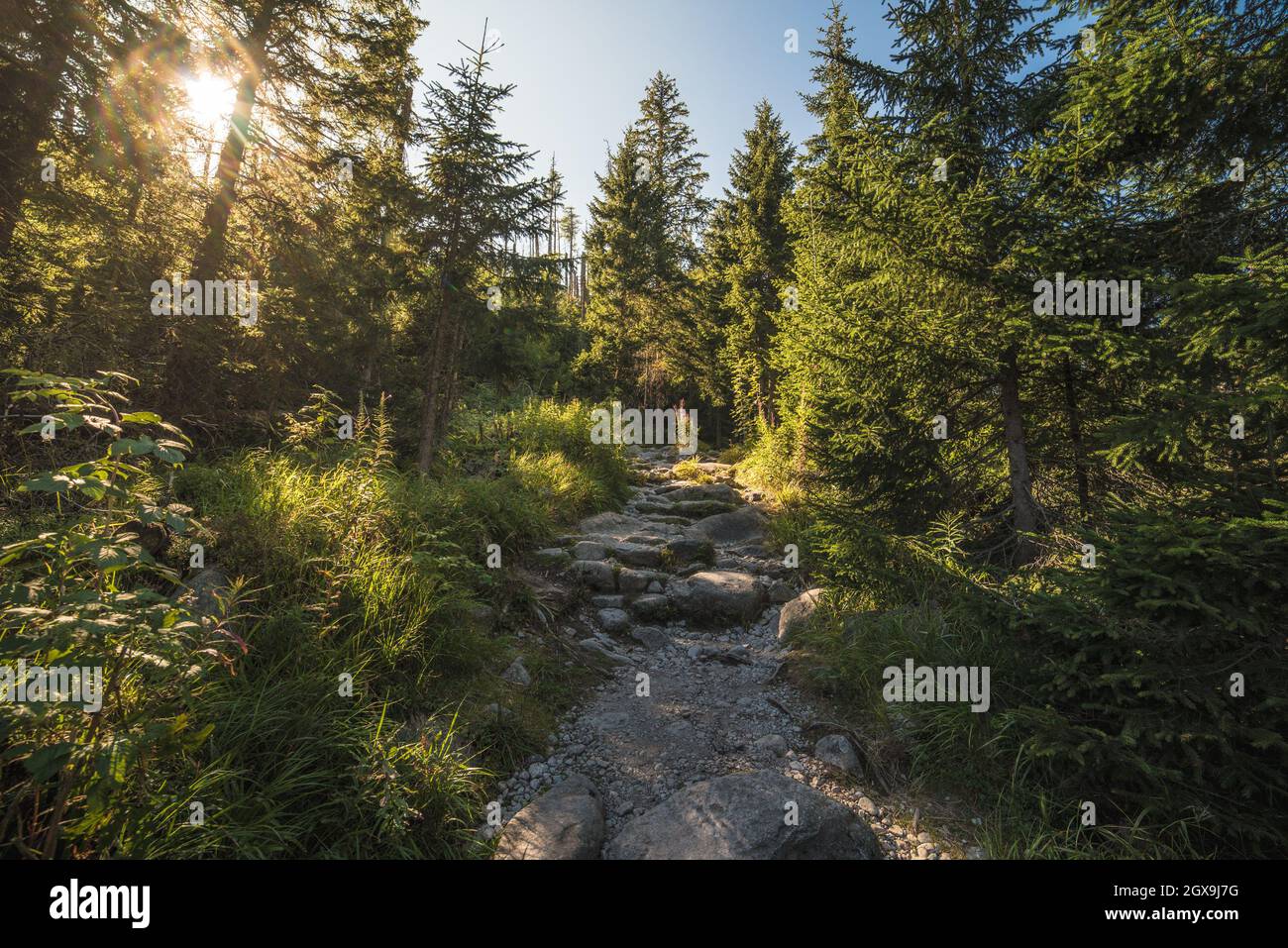 Hiking Trail in the Forest with Sun Shining through the Trees Stock ...