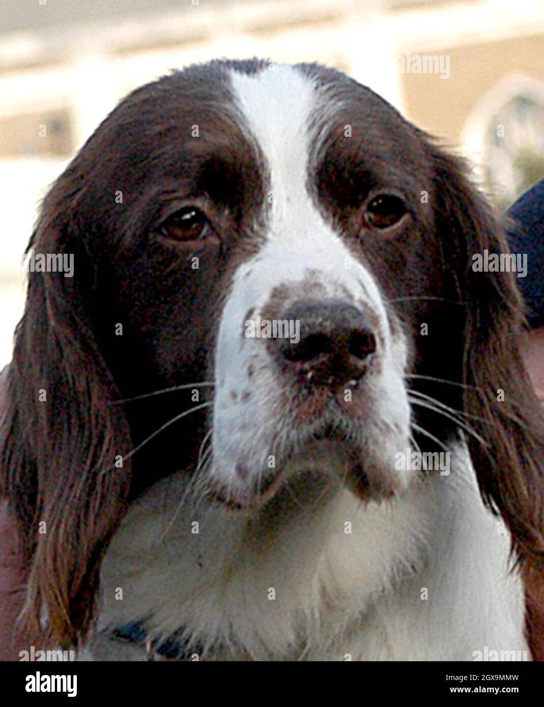 Buster a five-ear-old springer spaniel, with his handler Sergeant Danny ...
