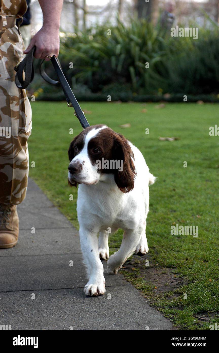 Buster a five-ear-old springer spaniel, with his handler Sergeant Danny ...