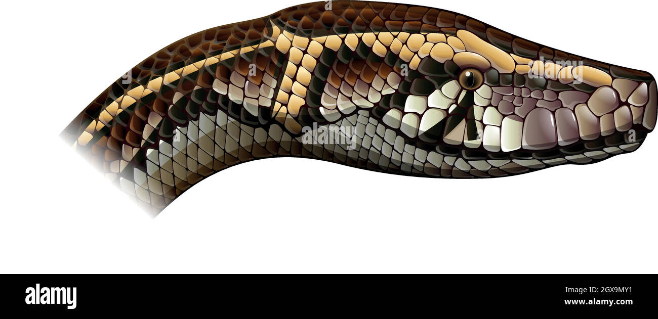 Giant python snake Stock Vector Images - Alamy