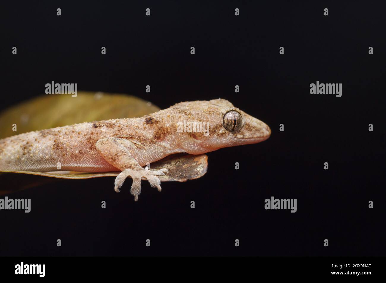 Eyelid geckos hi-res stock photography and images - Alamy