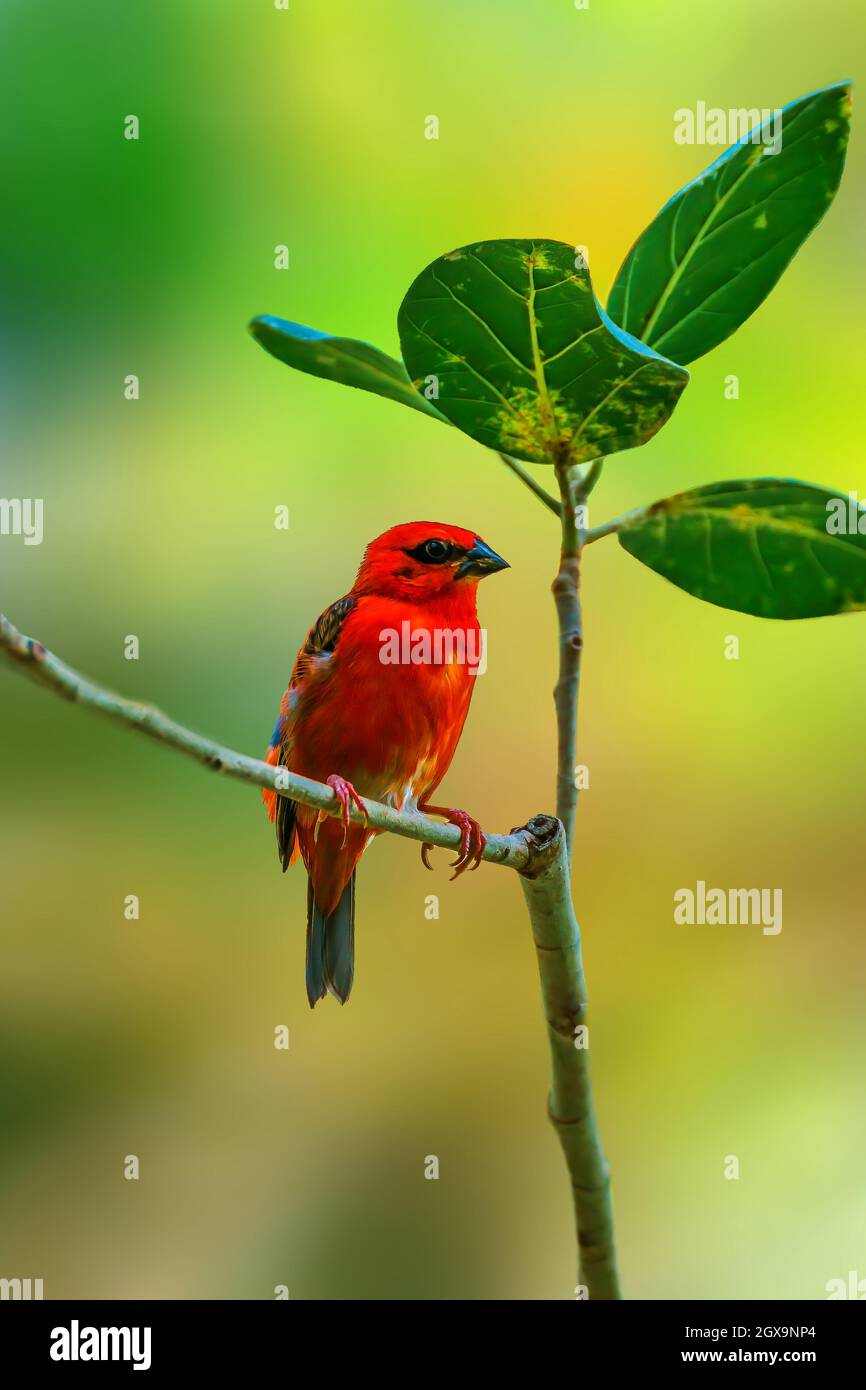 Madagascan fauna hi-res stock photography and images - Alamy