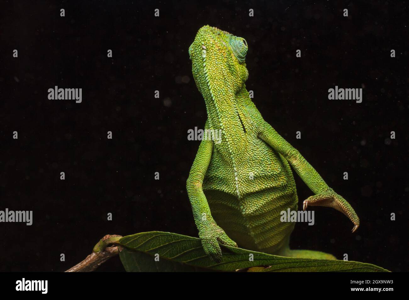 The Elliot's Chameleon scientifically known as Trioceros ellioti seen stretching, they have two ...