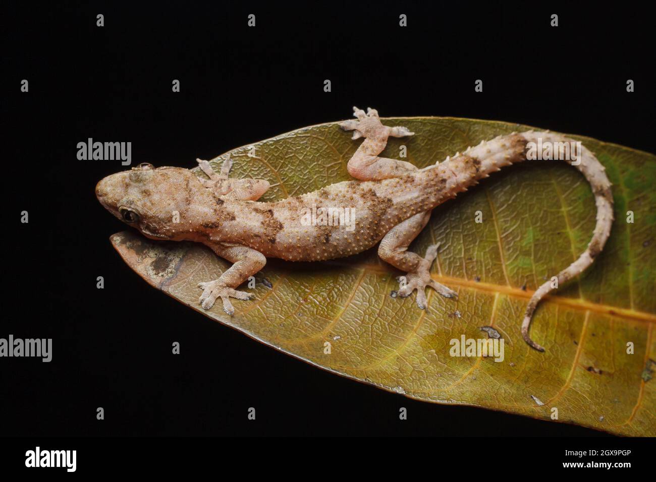 A wild Gecko lizard seen relaxing on a leaf at a farm in Kitumba ...