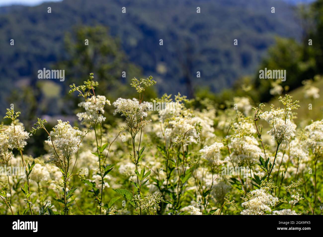 Filipendula vulgaris flower in field Stock Photo - Alamy
