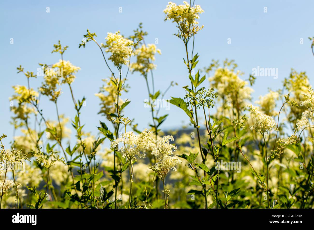 Filipendula vulgaris flower growing in field, close up Stock Photo - Alamy