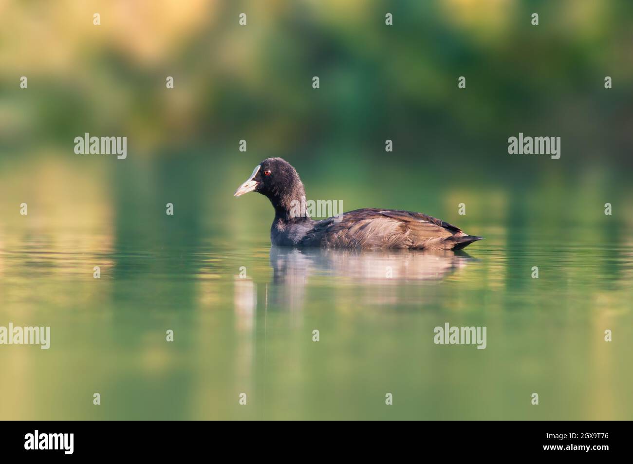 Bald Coot High Resolution Stock Photography and Images - Alamy